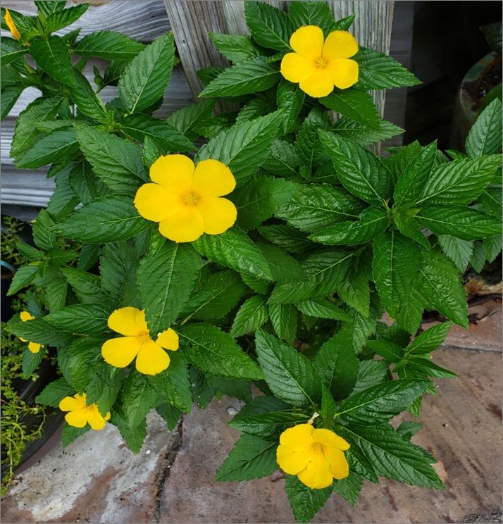 Photo of the entire plant of Yellow Alder (Turnera ulmifolia) posted by ...