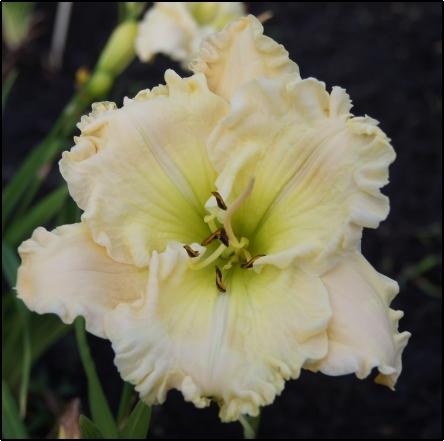 Daylily (Hemerocallis 'Lily Farm Blizzard Warning') in the Daylilies ...