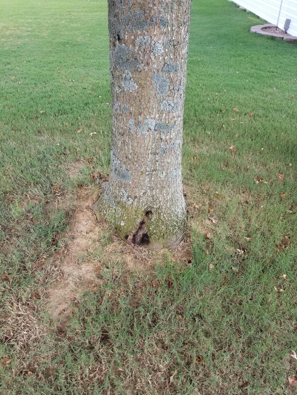 Black sooty lines on oak tree base in the Ask a Question forum - Garden.org