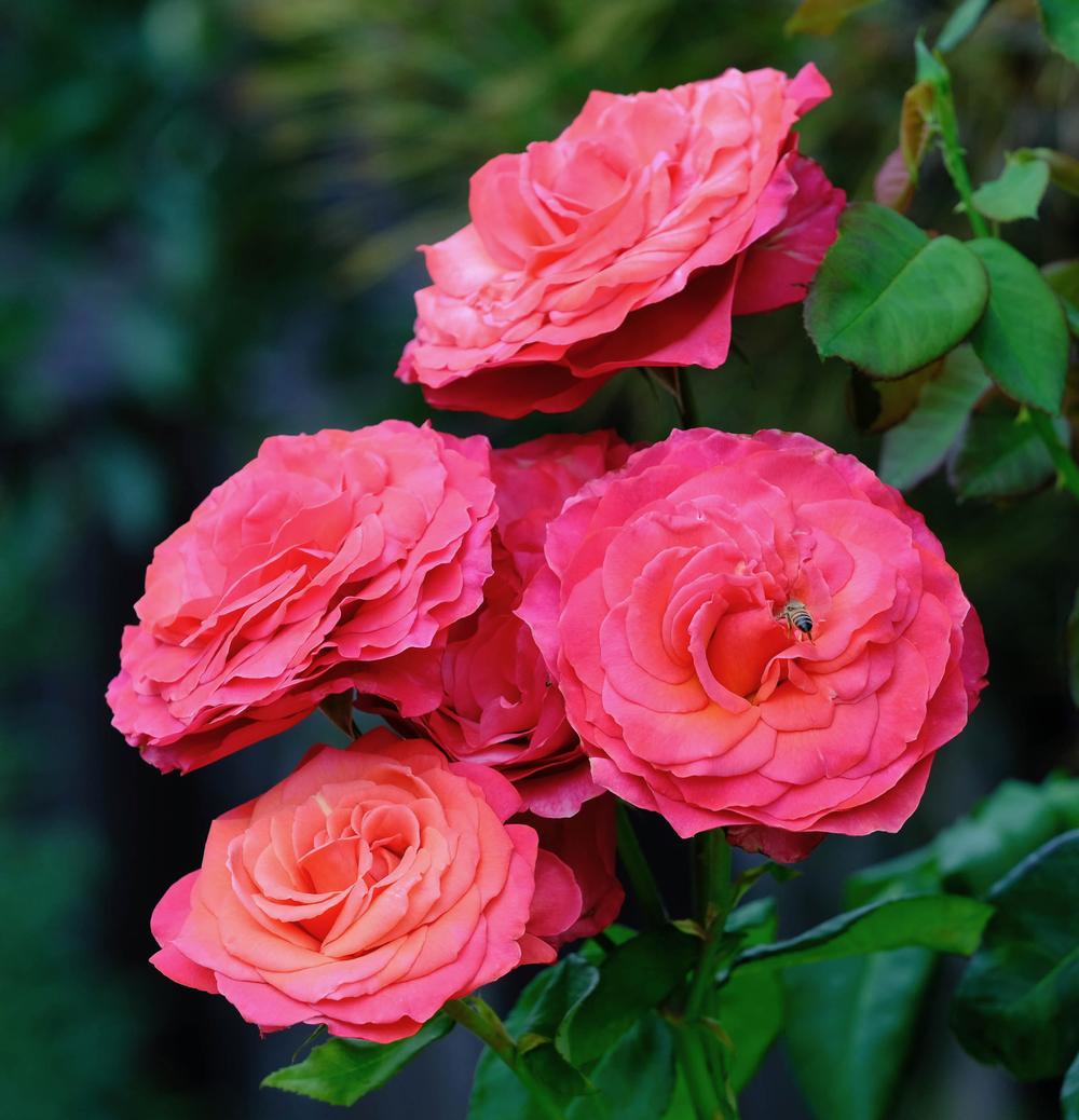 Photo of the bloom of Rose (Rosa 'Lady Bird') posted by AnnKNCalif ...