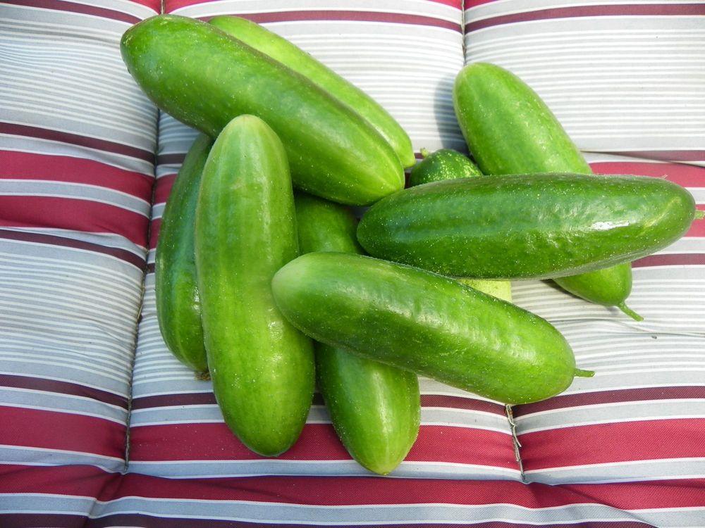 Cucumber (Cucumis sativus 'Double Yield') in the Cucumbers Database ...