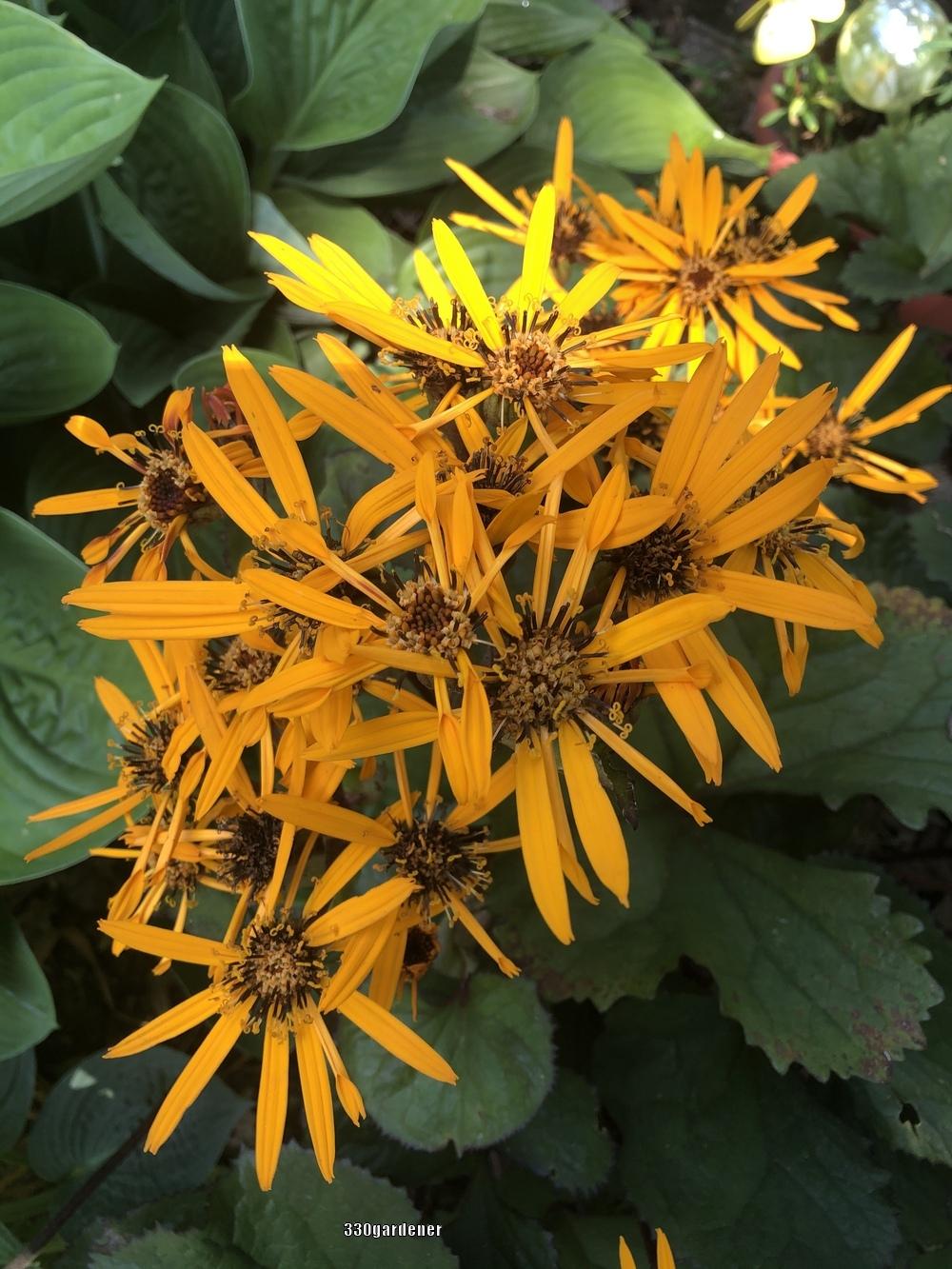 Ligularias: Plant Care and Collection of Varieties - Garden.org