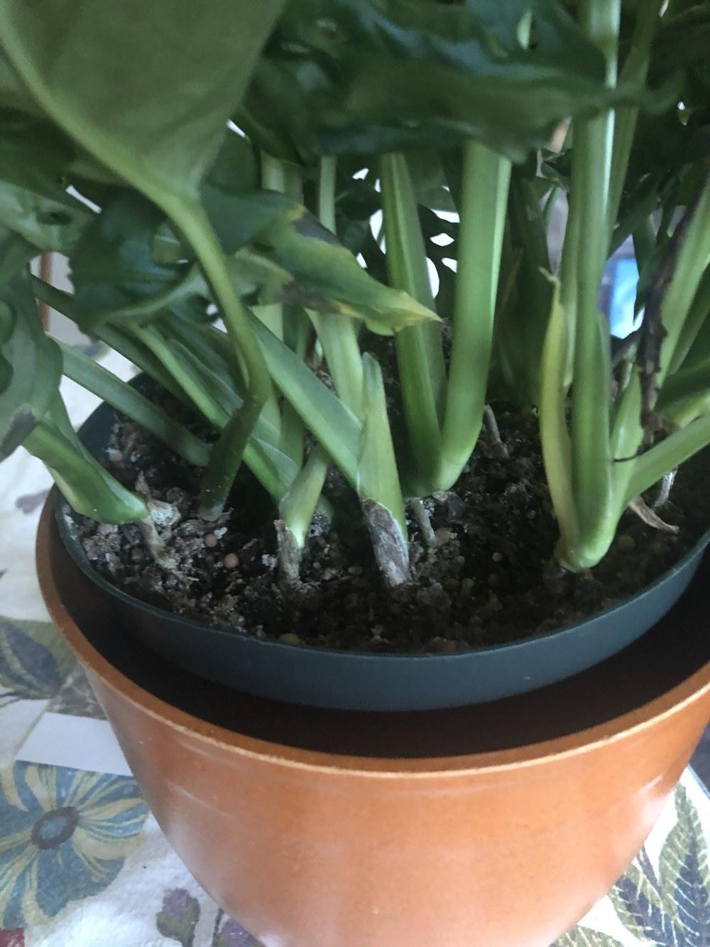 Monstera adansonii roots in the Ask a Question forum - Garden.org