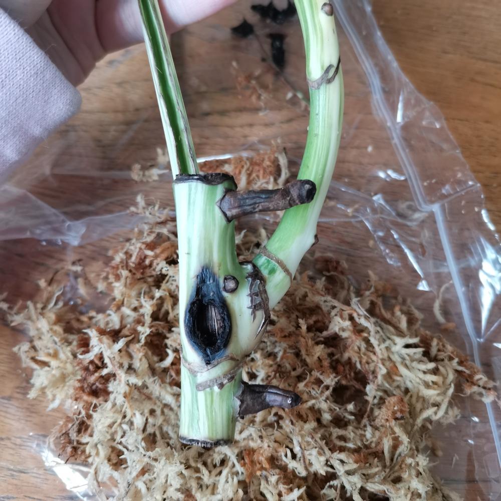 Monstera Albo cutting with root rot in the Ask a Question forum ...