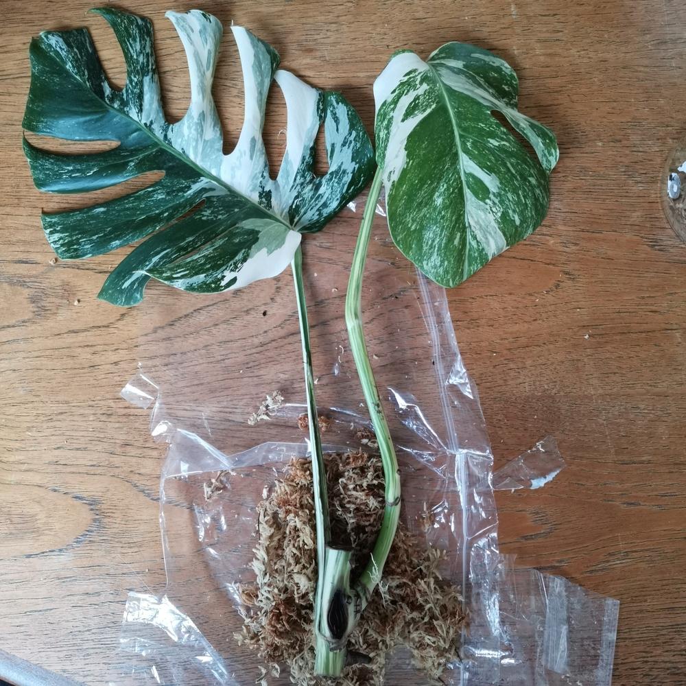 Monstera Albo cutting with root rot in the Ask a Question forum ...