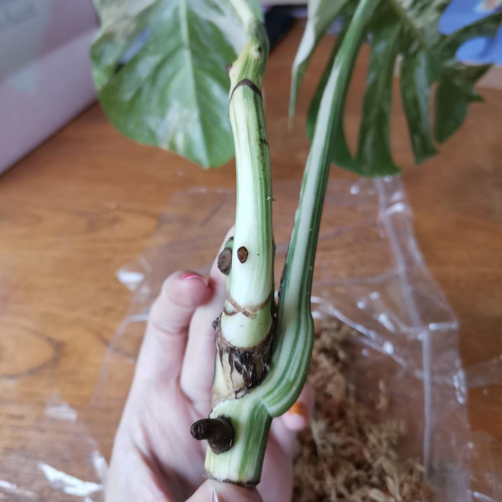 Monstera Albo cutting with root rot in the Ask a Question forum ...