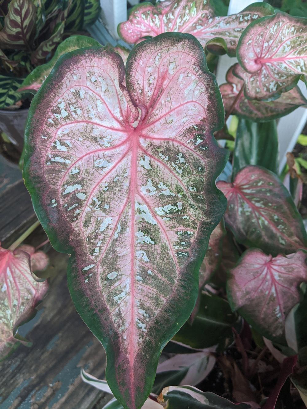 Fancy Caladium (Caladium bicolor Heart to Heart™ Caribbean Coral) in ...