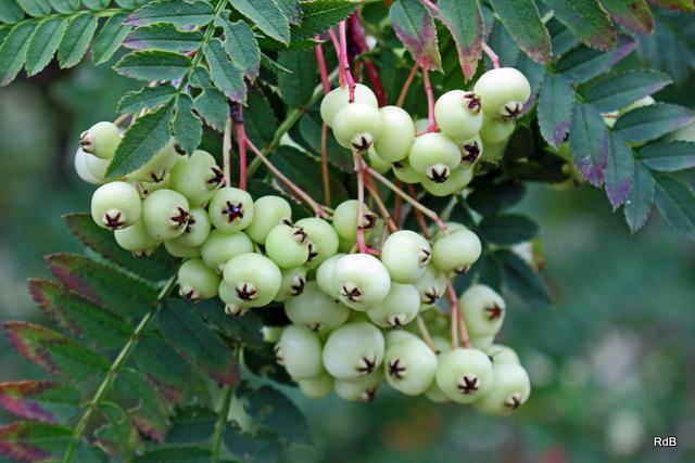 Duo dui hua qiu (Sorbus koehneana) - Garden.org