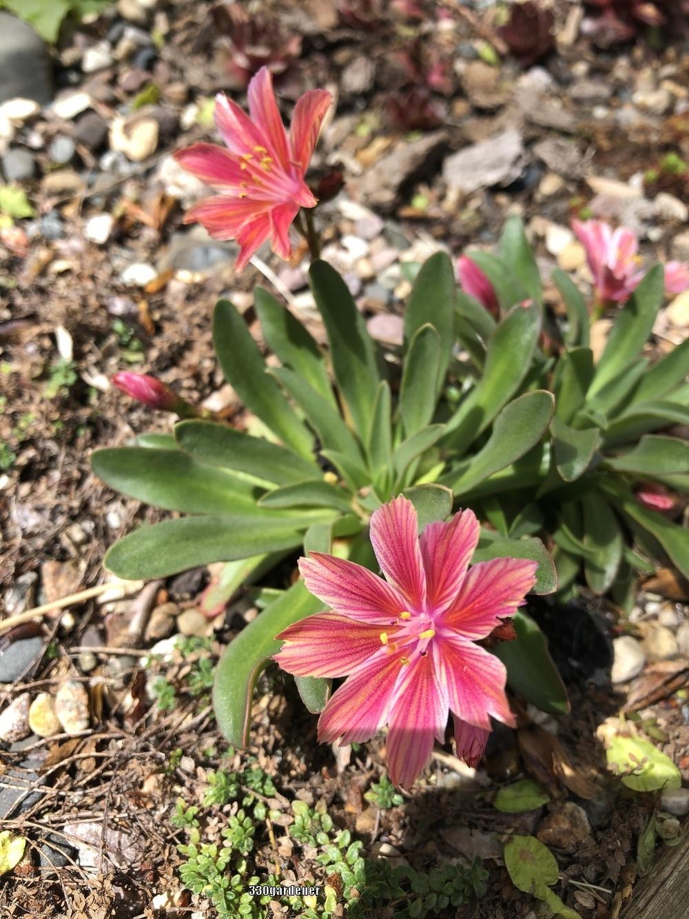 How do you care for your Lewisia ? in Photo of Lewisia (Lewisia ...