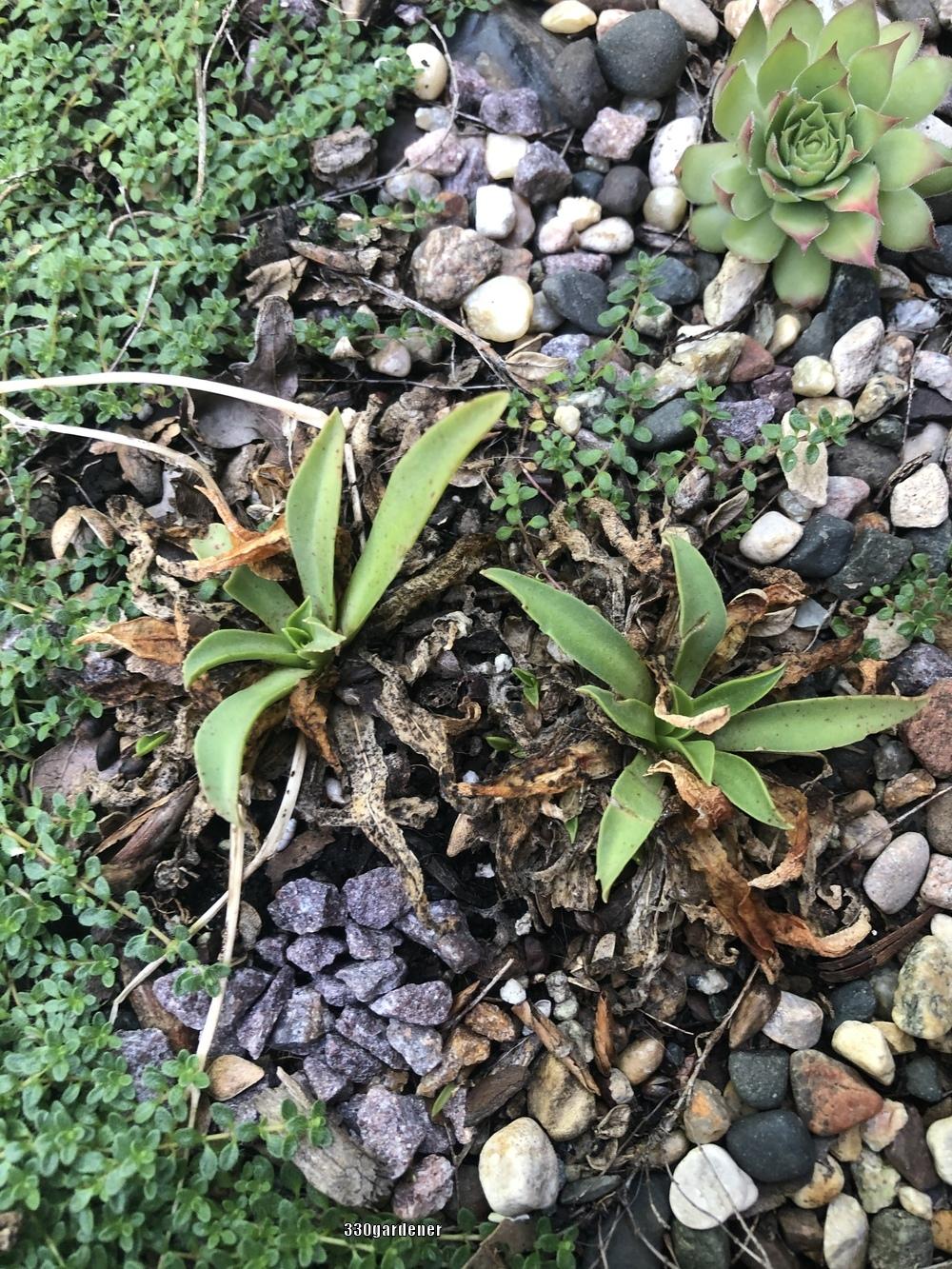 How do you care for your Lewisia ? in Photo of Lewisia (Lewisia ...