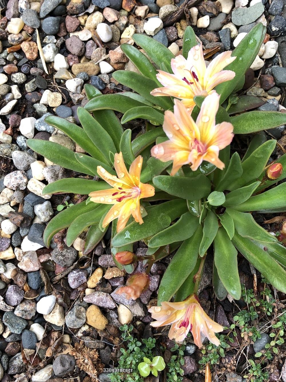 How do you care for your Lewisia ? in Photo of Lewisia (Lewisia ...