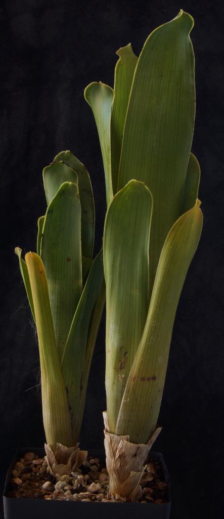 Carnivorous Bromeliad (Brocchinia reducta) - Garden.org