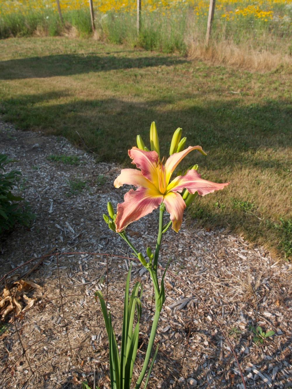 Tall Daylily Blooms and Clumps, 2020 in the Daylilies forum - Garden.org