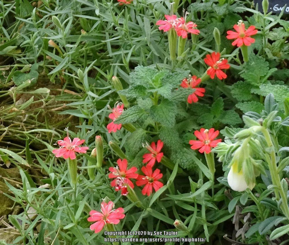 Photo of the entire plant of Plank's Catchfly (Silene plankii) posted ...
