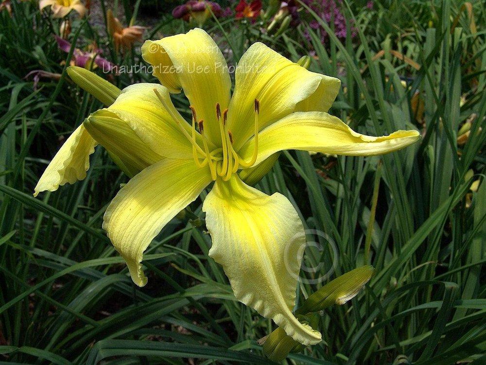 Photo of the bloom of Daylily (Hemerocallis 'Spider Miracle') posted by ...