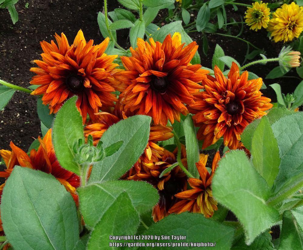 Black Eyed Susan (Rudbeckia hirta 'Moroccan Sun') in the Black Eyed ...