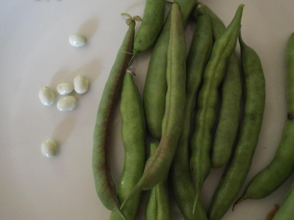 Greasy Bean (Phaseolus vulgaris 'Pink Tip Greasy') in the Beans ...