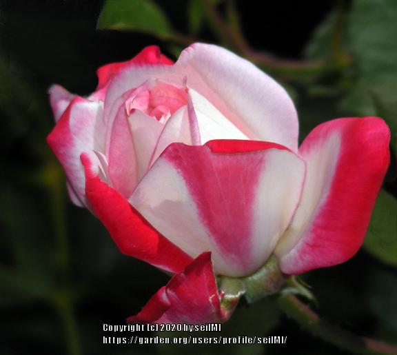 Rose (Rosa 'Candy Cane Cocktail') in the Roses Database - Garden.org