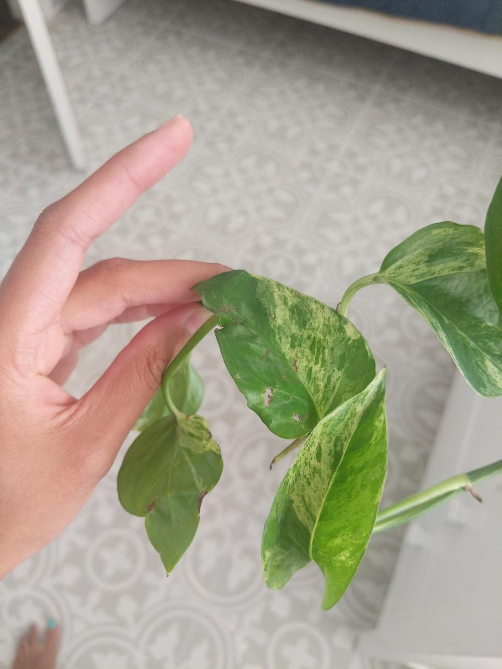 Pothos plant with holes/brown spots in the Pests and Diseases forum ...