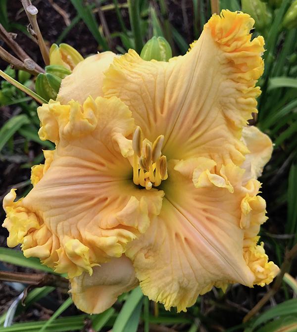 Daylily (Hemerocallis 'Oodles of Ruffles') in the Daylilies Database ...