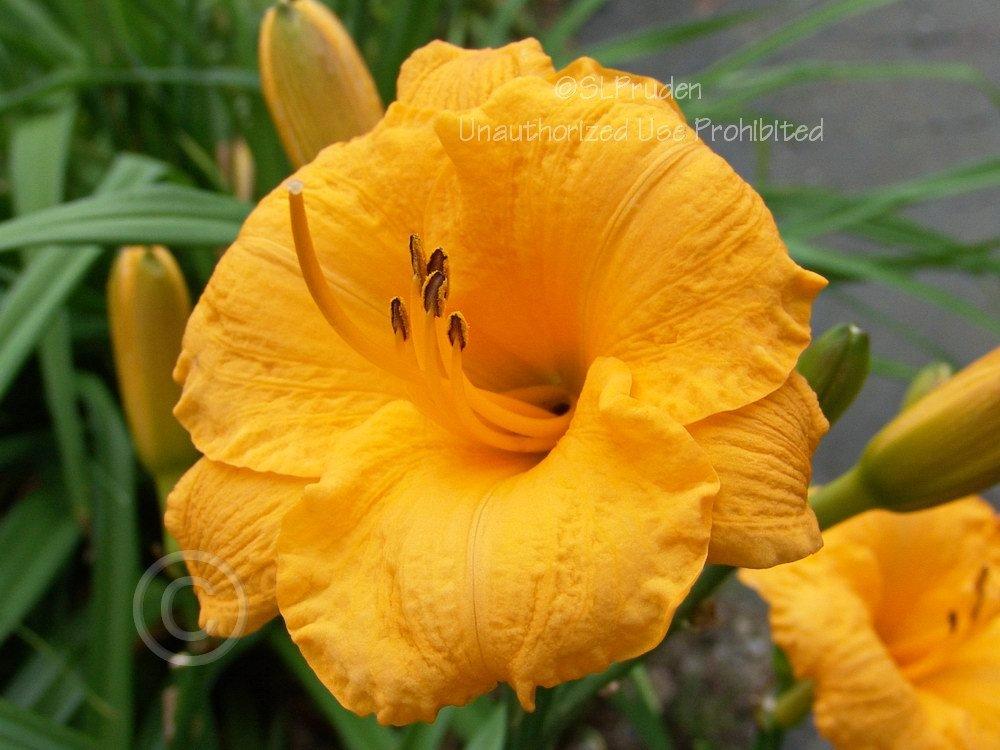 Daylily (Hemerocallis 'Sprout') in the Daylilies Database - Garden.org