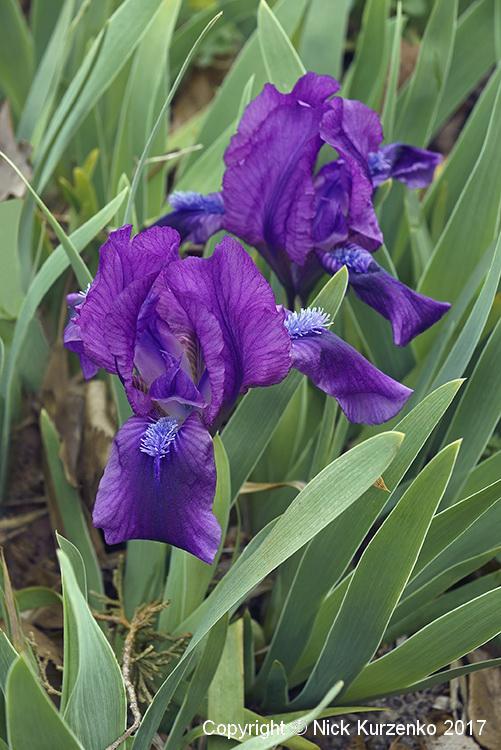 What is it? in the Irises forum - Garden.org