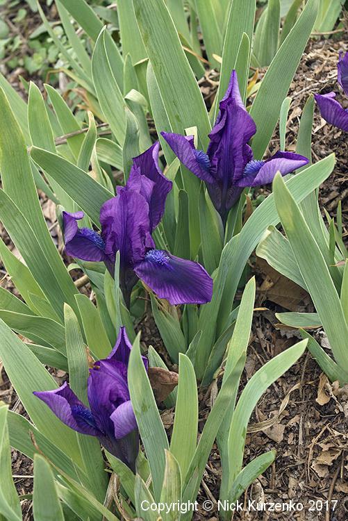 What is it? in the Irises forum - Garden.org