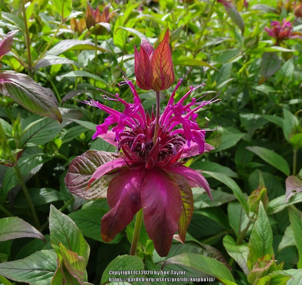 Bee Balms: Plant Care and Collection of Varieties - Garden.org