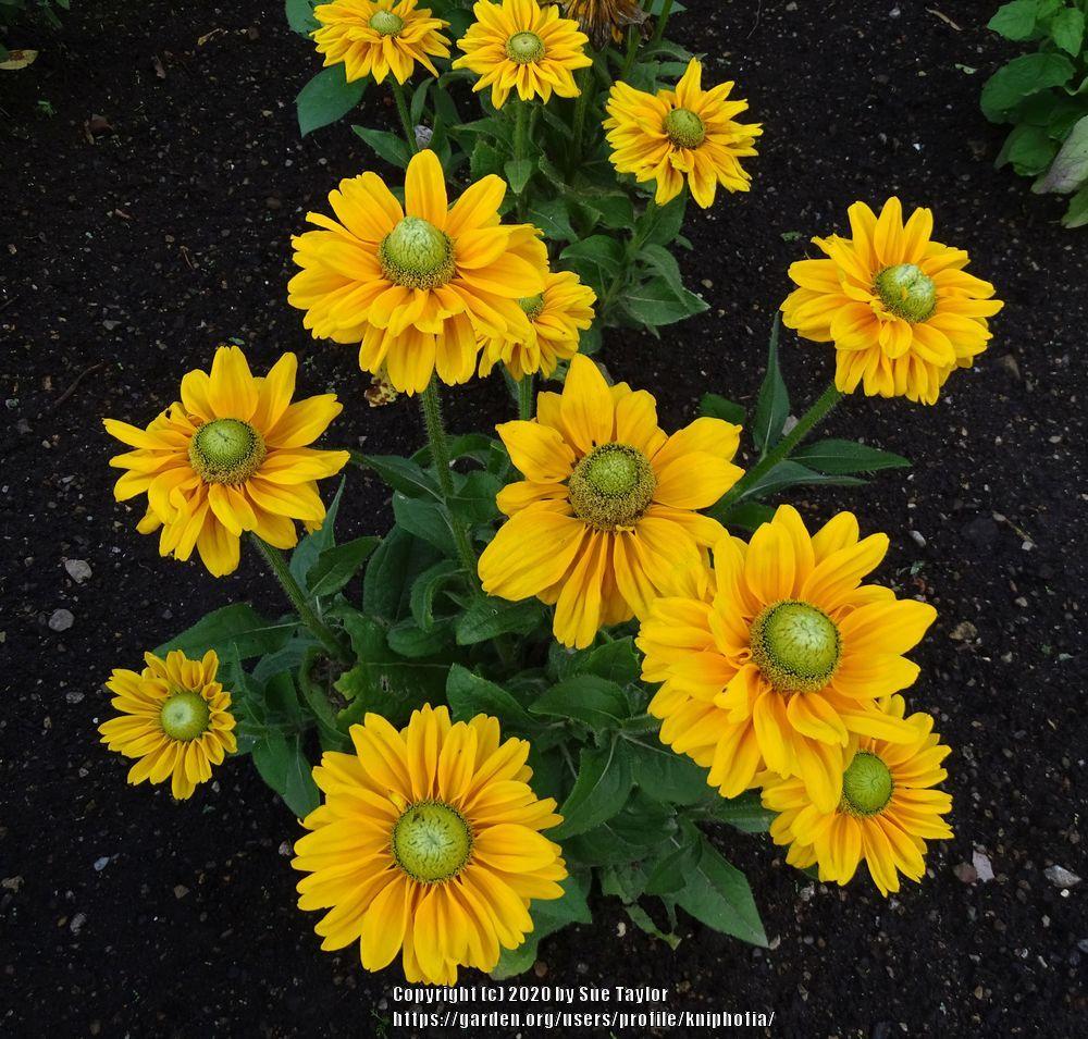 Photo of the entire plant of Black Eyed Susan (Rudbeckia hirta ...