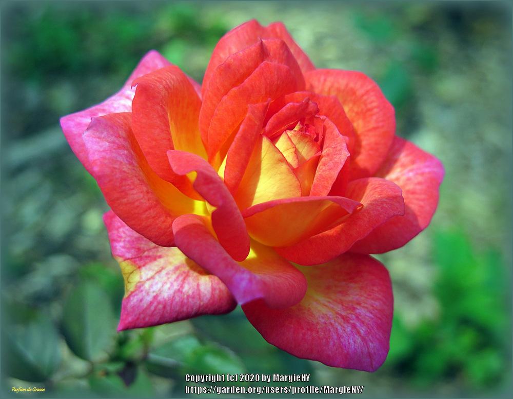 Rose (Rosa 'Parfum de Grasse') in the Roses Database - Garden.org