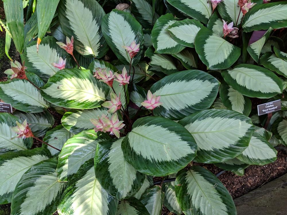 Calathea 'Royal Standard' - Garden.org
