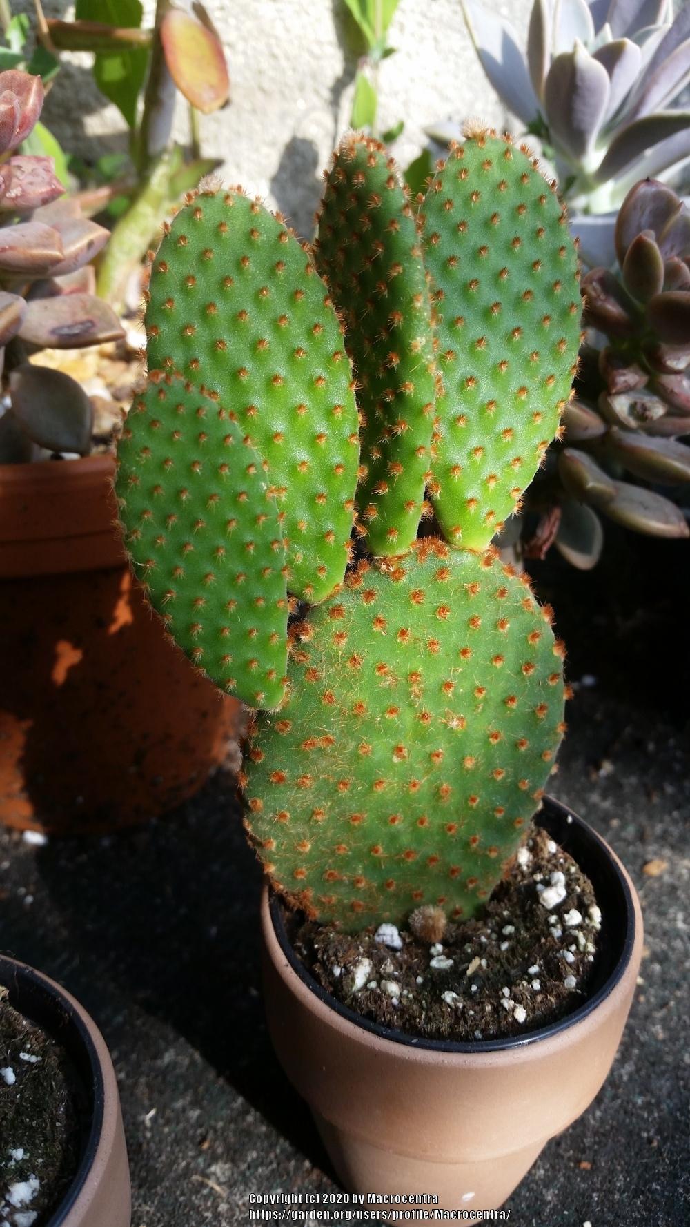 Opuntia Identification in the Plant ID forum - Garden.org