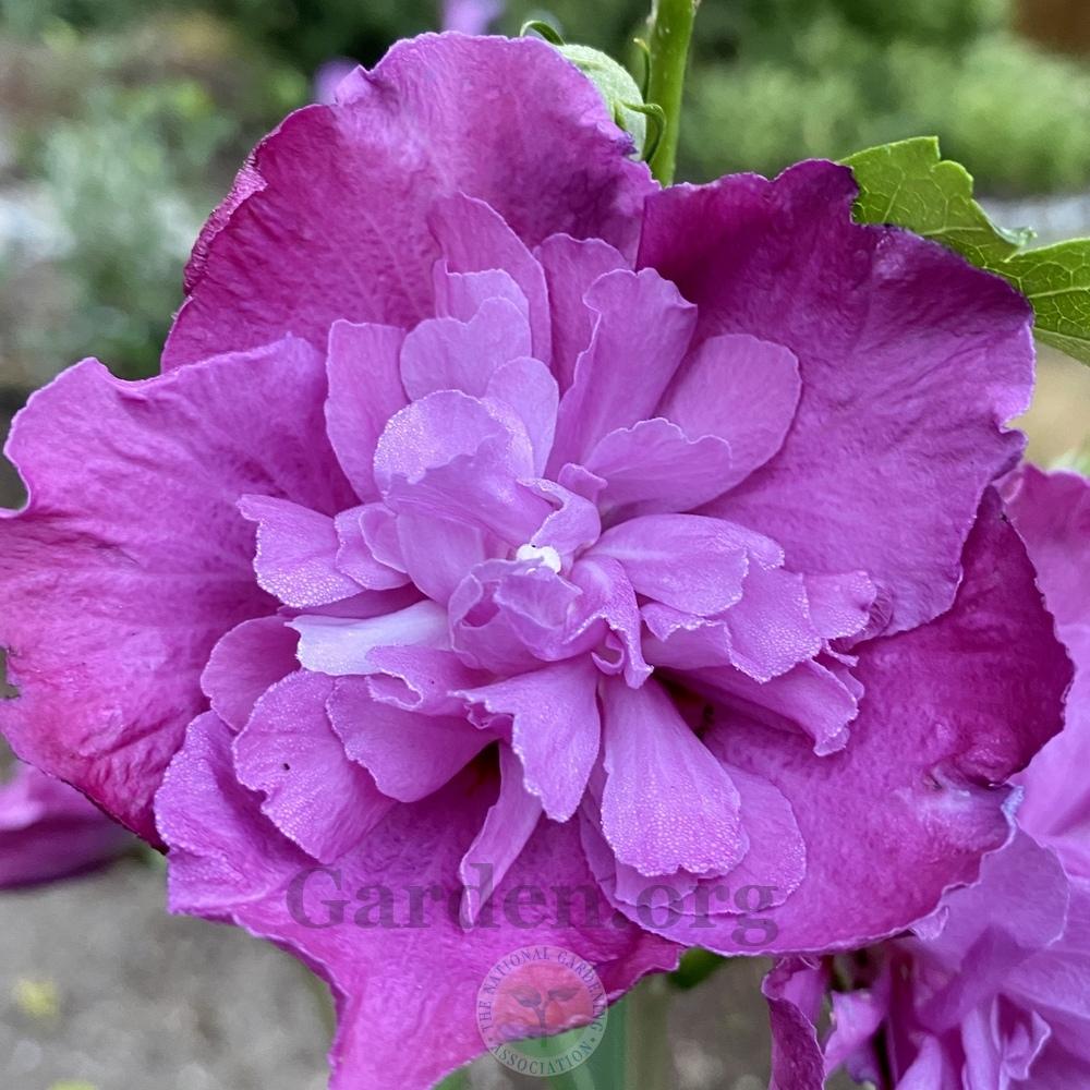 Althea (Hibiscus syriacus Raspberry Smoothie™) in the Roses of Sharon ...