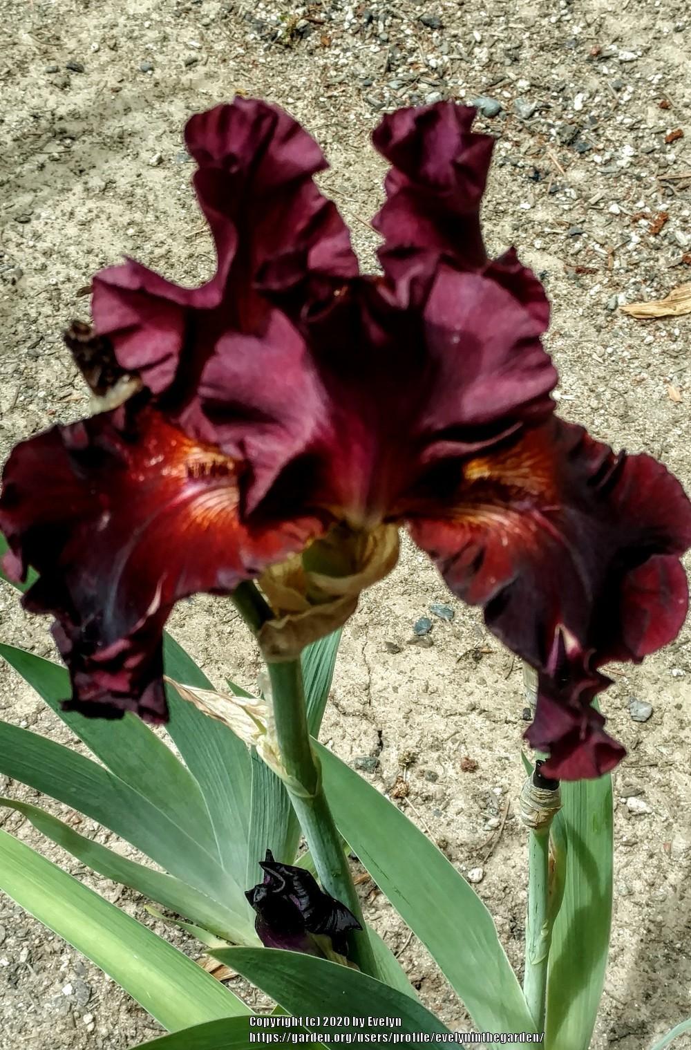 Photo of the bloom of Tall Bearded Iris (Iris 'Red Hawk') posted by ...