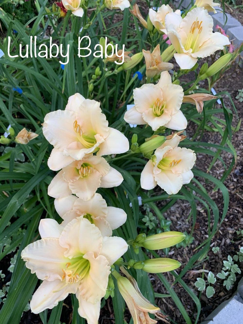 Photo of the bloom of Daylily (Hemerocallis 'Lullaby Baby') posted by ...