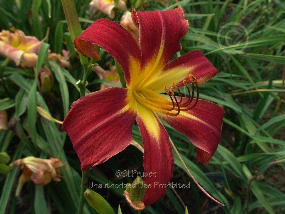 Daylily (Hemerocallis 'Strider Spider') in the Daylilies Database ...