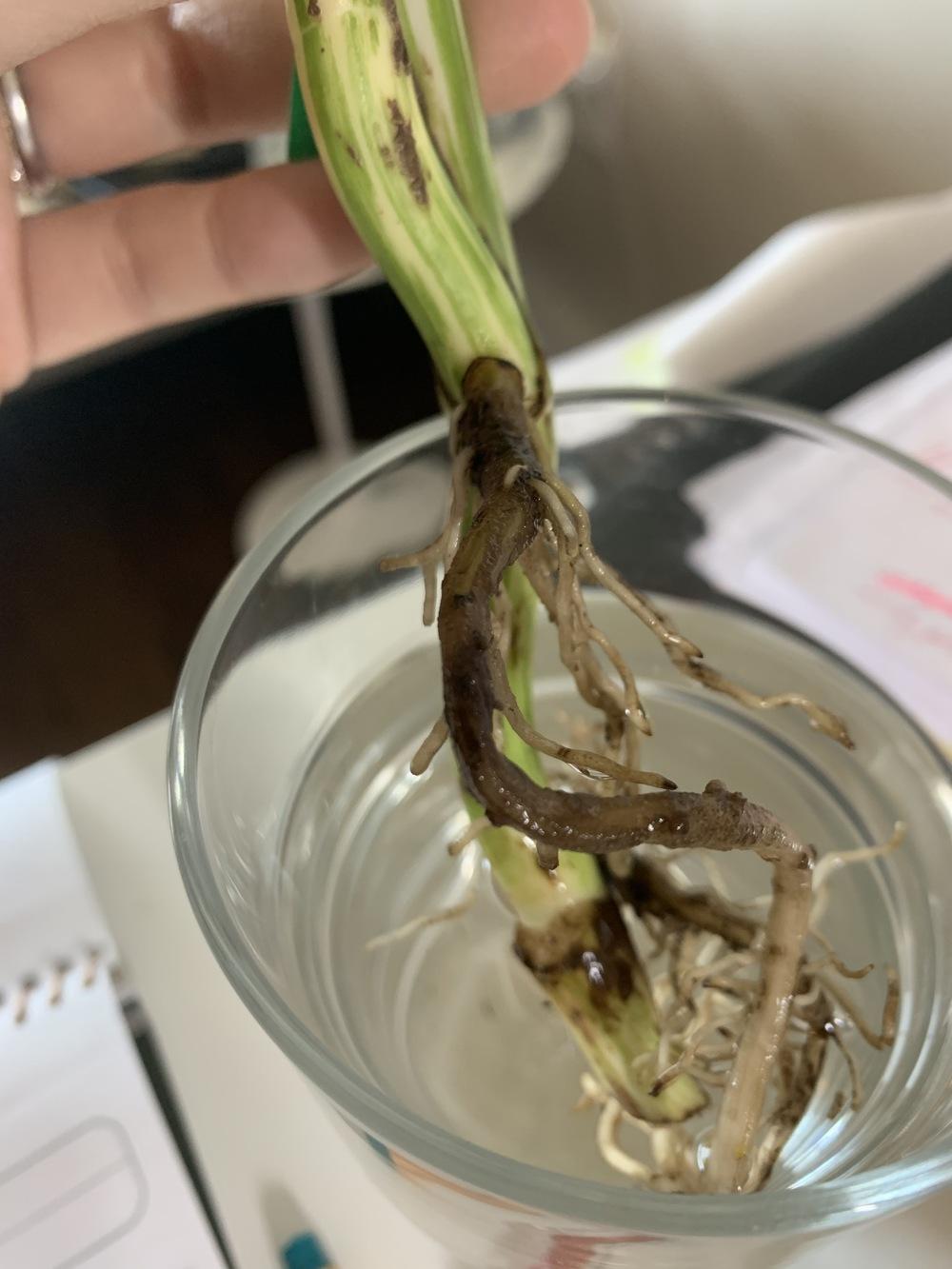 Root rot? Middle of aerial root on Albo slightly brown & squishy. in ...