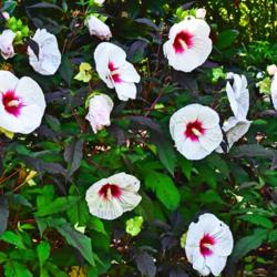 Photo of the entire plant of Hybrid Hardy Hibiscus (Hibiscus Summerific ...