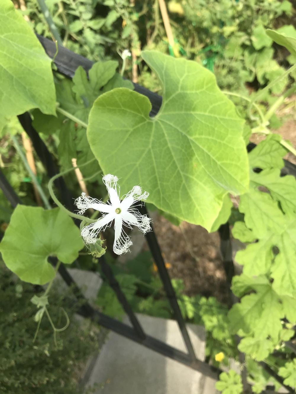 How to pollinate chinese python snake beans in the All Things Gardening ...