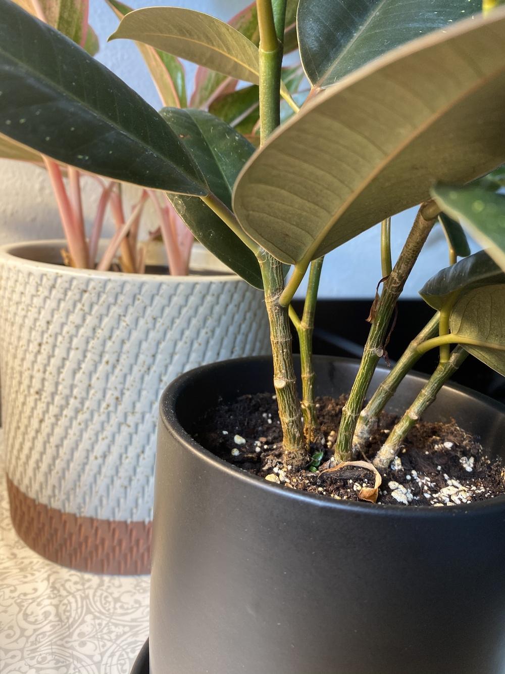 Rubber tree branch question in the Ask a Question forum - Garden.org