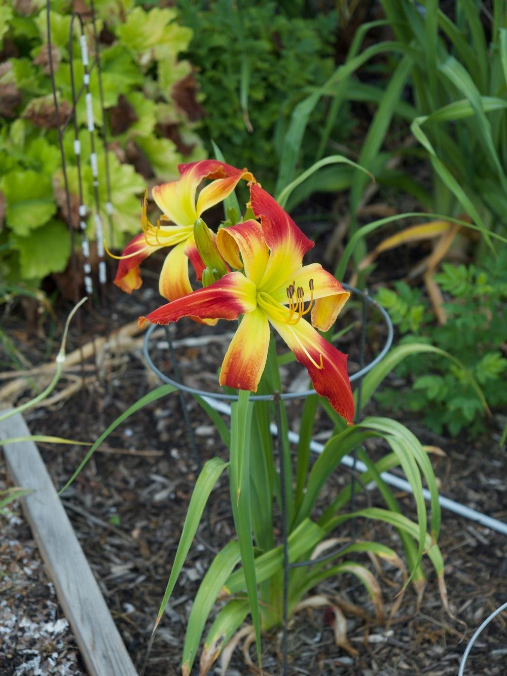 Tall Daylily Blooms and Clumps, 2020 in the Daylilies forum - Garden.org