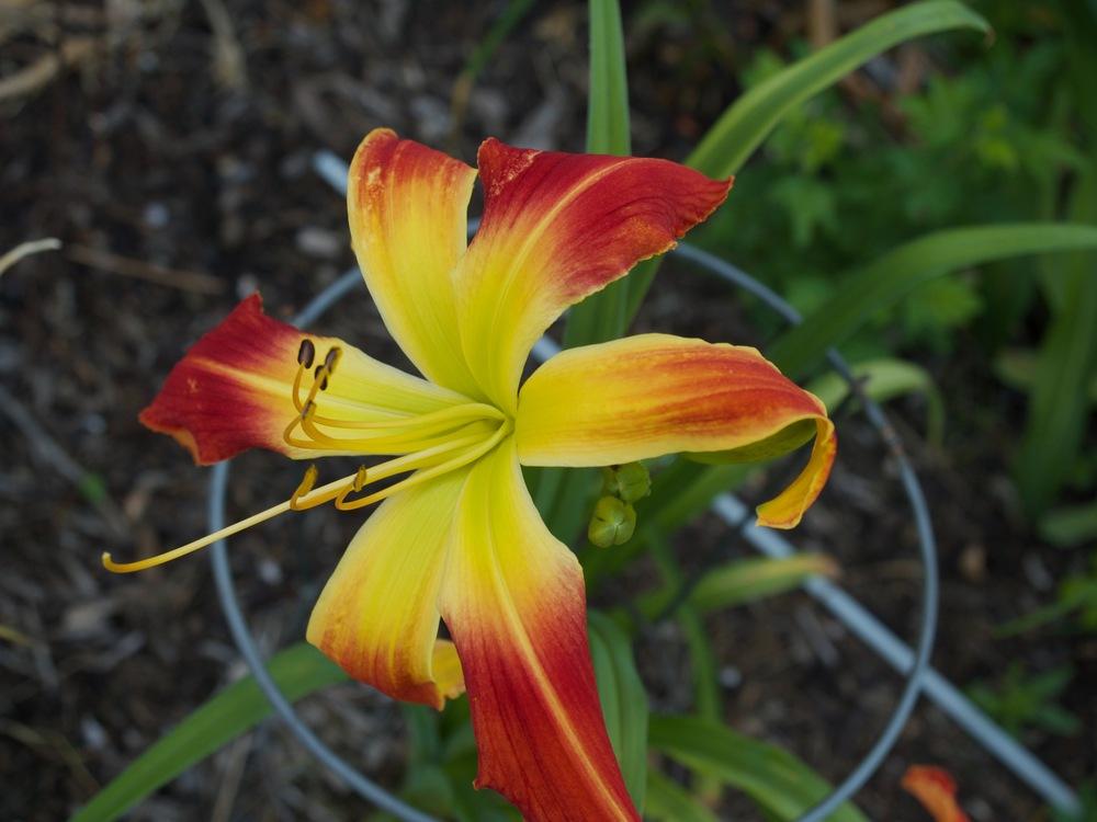 Tall Daylily Blooms and Clumps, 2020 in the Daylilies forum - Garden.org