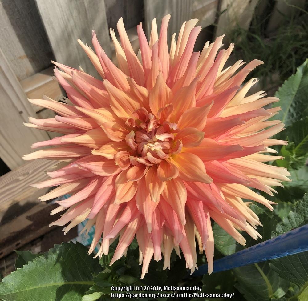 Photo of the bloom of Dahlia 'AC Ben' posted by Melissamaeday - Garden.org