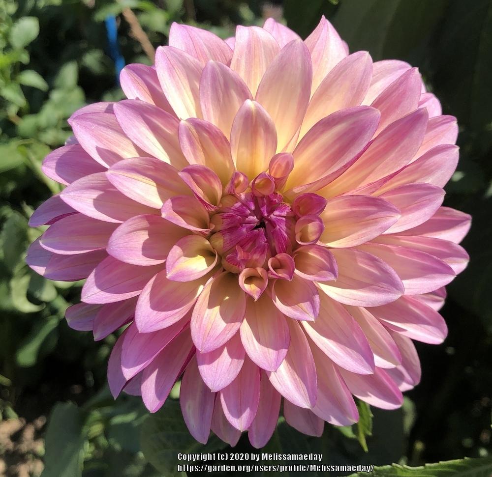 Dahlia 'Stillwater Becky' in the Dahlias Database - Garden.org