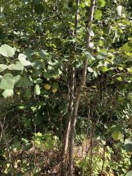 Northeast Tree identification in the Plant ID forum - Garden.org
