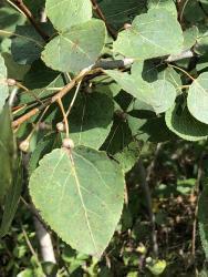 Northeast Tree identification in the Plant ID forum - Garden.org