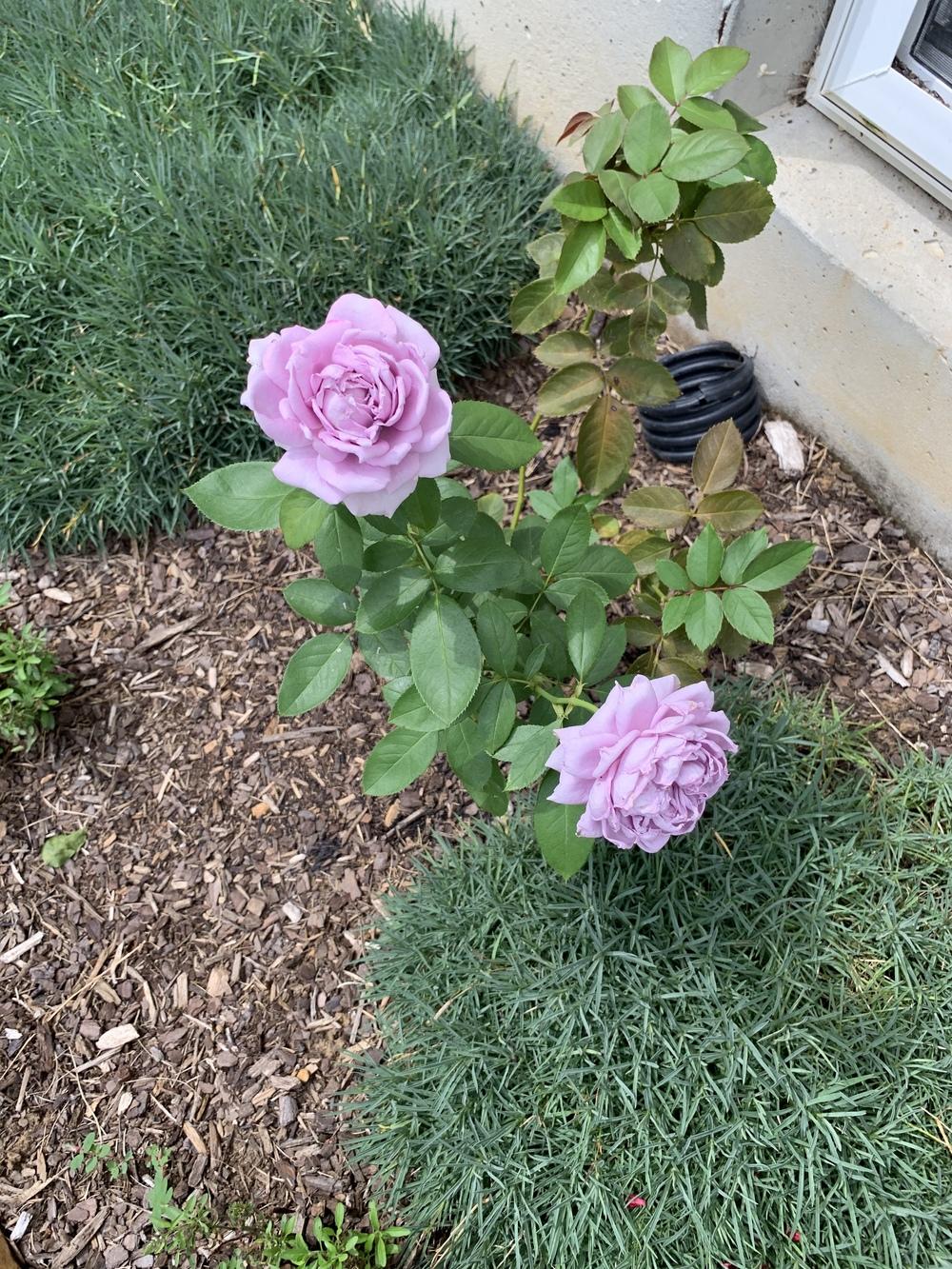 Photo of the entire plant of Rose (Rosa 'Novalis') posted by ...