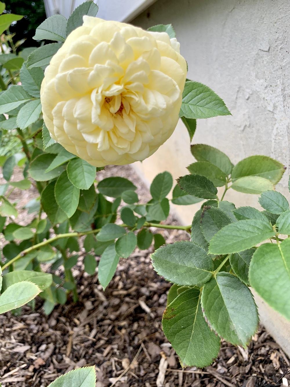 Photo of the entire plant of Rose (Rosa 'Karl Ploberger Rose') posted ...