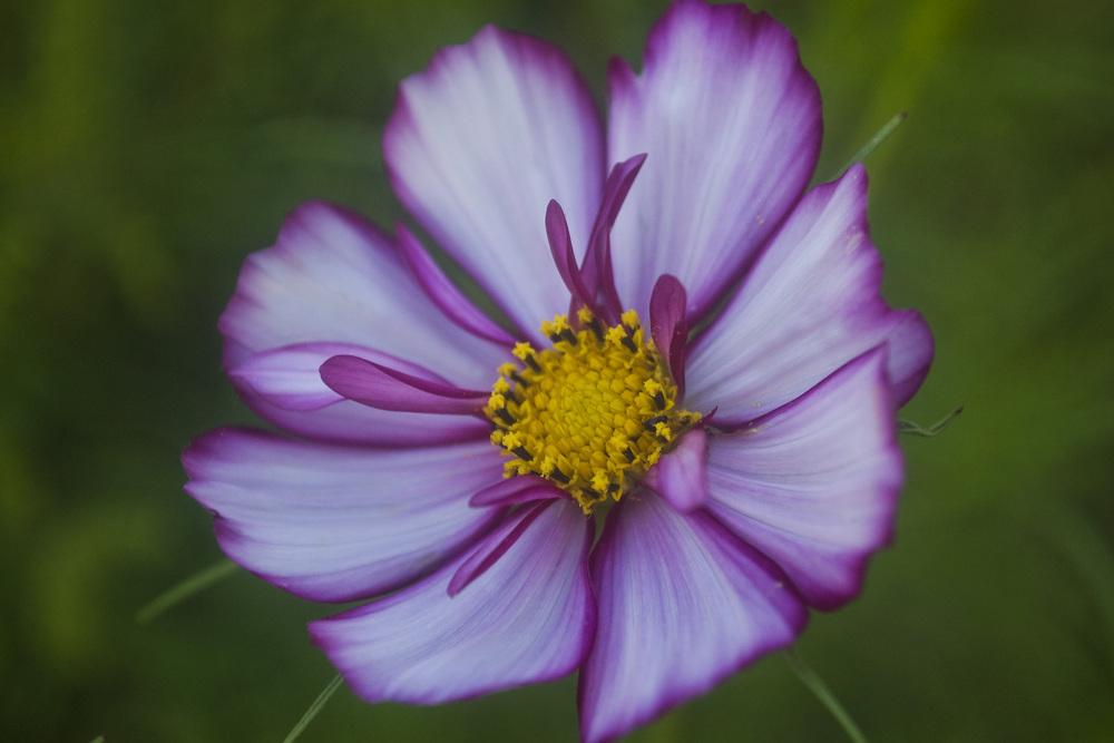 Cosmos: Plant Care and Collection of Varieties - Garden.org