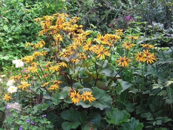 Ligularias: Plant Care and Collection of Varieties - Garden.org